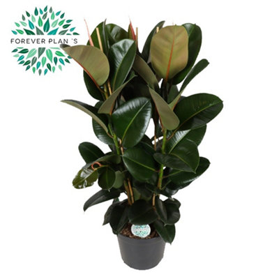 FICUS EL ROBUSTA 3PP, 35CM POT SIZE, 140CM TALL, RUBBER.FIG, INDOOR ...