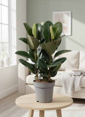 Ficus El Robusta 3pp Pot size 27 Cm Height 100 Rubber plant Indoor ...