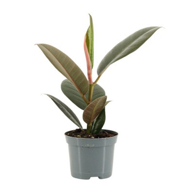 Ficus El Robusta, 508cm Pot Size, 20cm Tall, Rubber.fig, Indoor Houseplant
