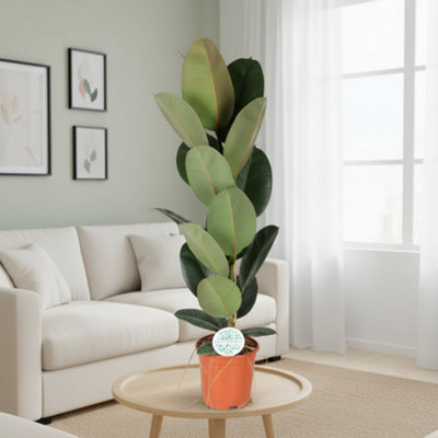 Ficus El Robusta Pot size 21 Cm Height 85 Rubber plant Indoor Houseplant