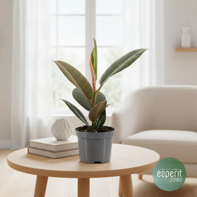 Ficus El Robusta Pot size 8.5 Cm Height 20 Rubber plant Indoor Houseplant