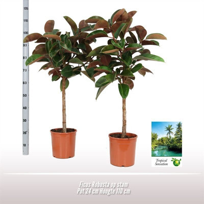 Ficus El Robusta Stam, 24cm Pot Size, 110cm Tall, Rubberplant, Indoor ...