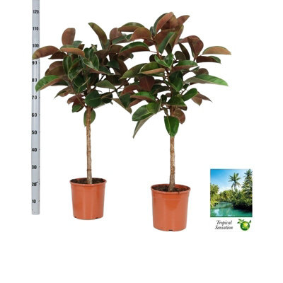 Ficus El Robusta Stam, 24cm Pot Size, 110cm Tall, Rubberplant, Indoor ...