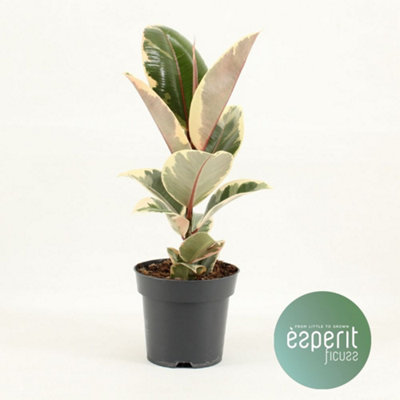 Ficus El Tineke, 14cm Pot Size, 40cm Tall, Tineke fig , Indoor Houseplant