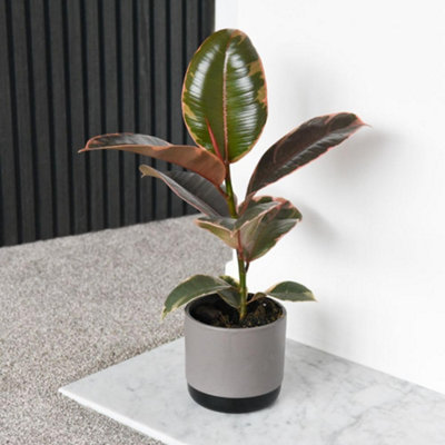 Ficus elastica Belize Rubber Plant - Tropical Variegated Houseplant ...