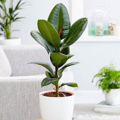 Ficus Elastica Robusta Rubber Plant 24cm Pot 80cm Tall 3 Stems House Plant