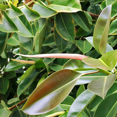 Ficus Elastica - Rubber Tree Indoor Plant in 8.5cm Pot - Mixed Varieties