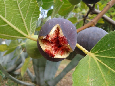 Ficus Fig Rouge de Bordeaux Fruit Tree Plant in a 2 Litre Pot