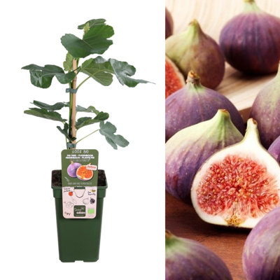 Ficus Gustissimo Perretta - Rare Fig Tree in 13cm Pot - Ideal for UK ...