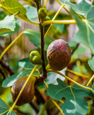 FICUS LITTLE MISS FIGGY - DWARF FIG SUITABLE FOR A PATIO POT, SUPPLIED ...