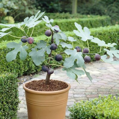 Ficus Little Miss Figgy - Outdoor Patio Fig Fruit Tree, Hardy, Moderate ...
