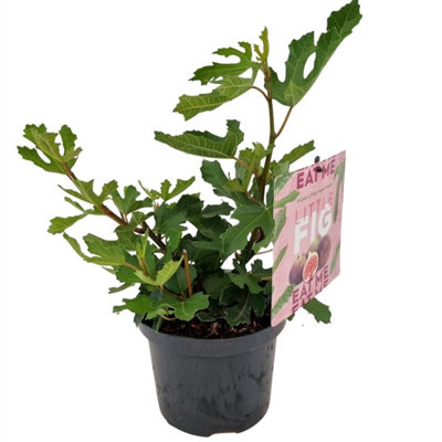 Ficus Little Miss Figgy - Outdoor Patio Fig Fruit Tree, Hardy, Moderate ...