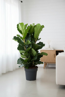 Ficus Lyrata 3pp Pot size 34 Cm Height 130 Fiddle-leaf fig Indoor ...