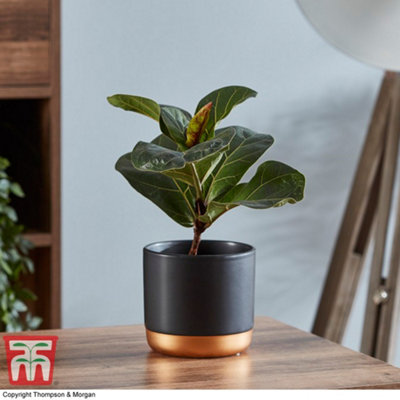 Ficus lyrata 'Compacta' (House Plant) - 1 Plant | DIY at B&Q