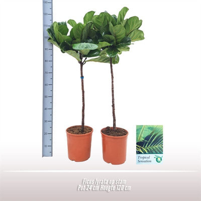 Ficus Lyrata Stam, 24cm Pot Size, 120cm Tall, Fiddleleaf Fig, Indoor Houseplant