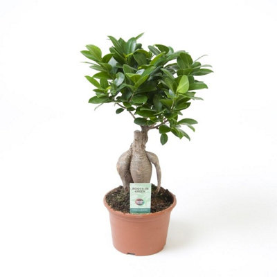 FICUS MI GINSENG, 15CM POT SIZE, 35CM TALL, FICUS, INDOOR HOUSEPLANT