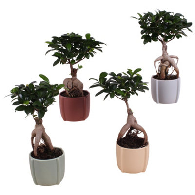 Ficus Mi Ginseng Ceramic, 12cm Pot Size, 30cm Tall, Ginseng, Indoor ...