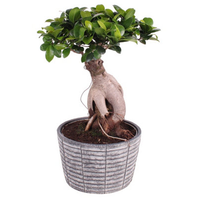 Ficus Mi Ginseng Ceramic Rust, 20cm Pot Size, 40cm Tall, Ginseng ...