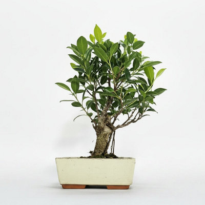 Ficus Microcarpa (Banyan Fig) Indoor Bonsai Tree - Broom - In 20cm Pot
