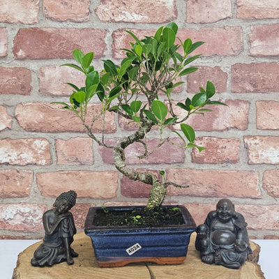 Ficus Microcarpa (Banyan Fig) Indoor Bonsai Tree - Shaped - In 15cm Pot