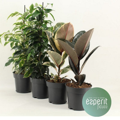 Ficus Mixed, 14cm Pot Size, 40cm Tall, Fiddleleaf fig, Indoor Houseplant