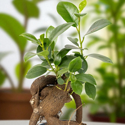FICUS RETUSA BANYAN TREE 2 X 6CM POT - MINI INDOOR BONSAI TREE WITH ...