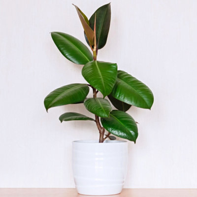 Ficus Robusta: Glossy Green Indoor Plant, Easy Maintenance (30-40cm)