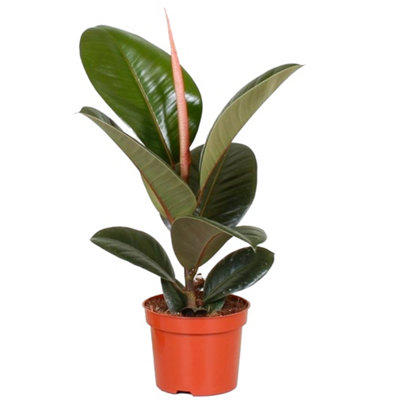 Ficus Robusta: Lush Indoor Plant with Glossy Leaves, Simple Care Required (30-40cm)