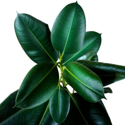 Ficus Robusta: Lustrous Leaf Indoor Plant, Effortless Care (30-40cm)