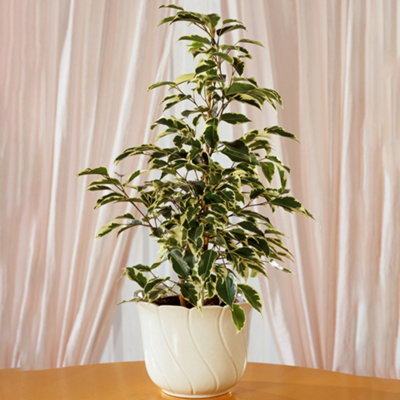 Ficus Starlight Weeping Fig Houseplant - Ideal Evergreen Plant for Home ...