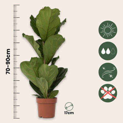 Fiddle-leaf fig - Ficus Lyrata - Height 70-90cm - Pot 21cm