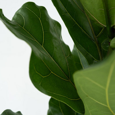 Fiddle-leaf fig - Ficus Lyrata - Height 70-90cm - Pot 21cm