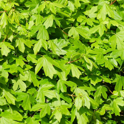 Field Maple Hedge Acer campestre Single Bare Root Hedge 60/90cm