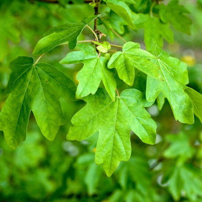 Field Maple Hedge Acer campestre Single Bare Root Hedge 60/90cm