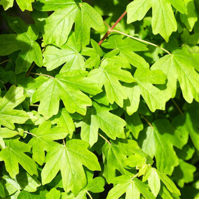 Field Maple Hedge Acer campestre Single Bare Root Hedge 60/90cm