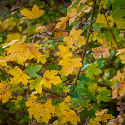 Field Maple Hedge Acer campestre Single Bare Root Hedge 60/90cm