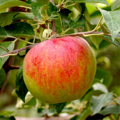 Fiesta Apple Tree 4-5ft, in a 6L Pot, Self-Fertile ,Sweet,Sharp & Juicy ...