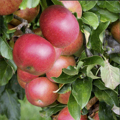 Fiesta (Red Pippin) Apple (Malus) Tree - 12Ltr Potted