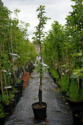 Fiesta (Red Pippin) Apple (Malus) Tree - 12Ltr Potted
