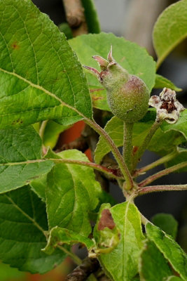 Fiesta (Red Pippin) Apple (Malus) Tree - 7Ltr Potted