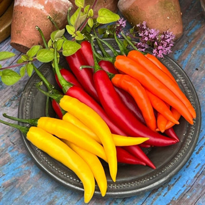 Fiesta Sunset F1 Chilli Pepper - Vibrant Red Orange Yellow Fruit Medium ...