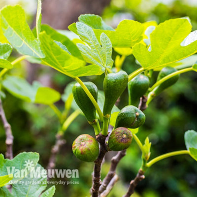 Fig (Ficus) Brown Turkey Bush 4.5L Potted Plant x 1