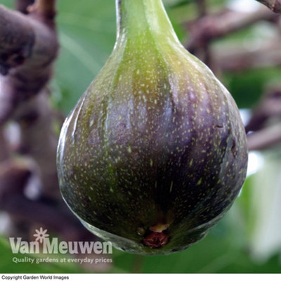 Fig (Ficus) Brown Turkey Bush 4.5L Potted Plant x 1