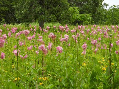 Filipendula rubra 'Venusta Magnifica' - 1Ltr Bareroot - Marginal ...