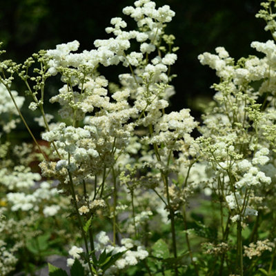 Filipendula rubra 'Venusta Magnifica' - 2x Plants and 2x Pots & Compost ...