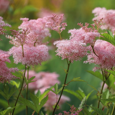 Filipendula rubra 'Venusta Magnifica' - 3Ltr Bareroot - Marginal ...
