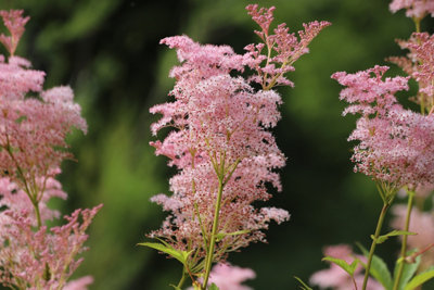 Filipendula rubra 'Venusta Magnifica' - 3x 1Ltr Plants - Marginal ...