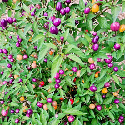 Filius Blue Chilli Seeds - 10 Fresh Seeds