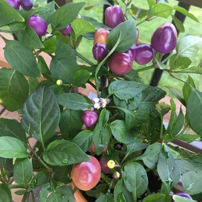 Filius Blue Chilli Seeds - 10 Fresh Seeds