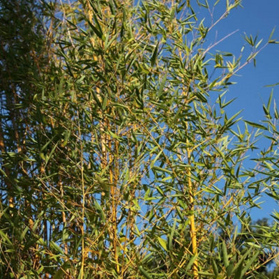 Fishpole Bamboo Phyllostachys Aurea Outdoor Plant 1.2m - 1.5m Tall 9 ...
